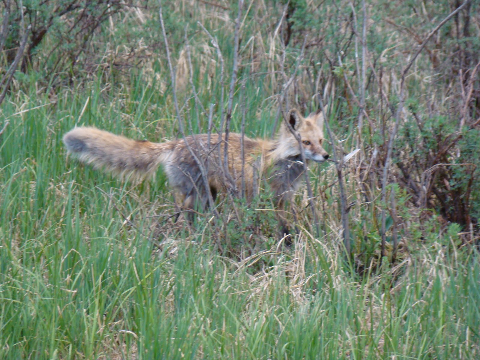 Travel with Us: Deer and Foxes! Oh My!!!