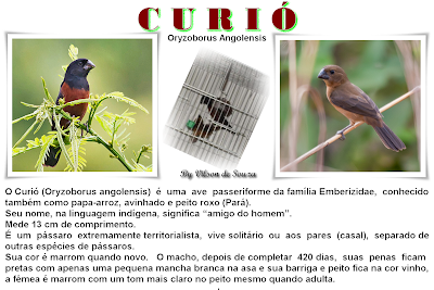 Ademar Santana: PÁSSAROS - CURIO CRIAÇÃO E DICAS