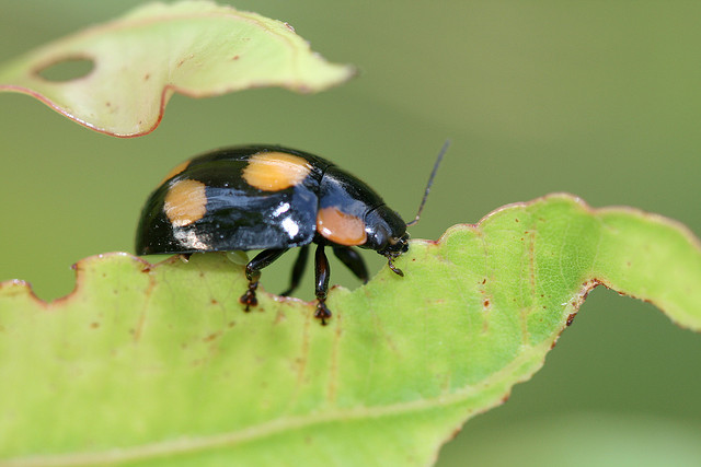 O Livro da Natureza: Coleópteros Diversos