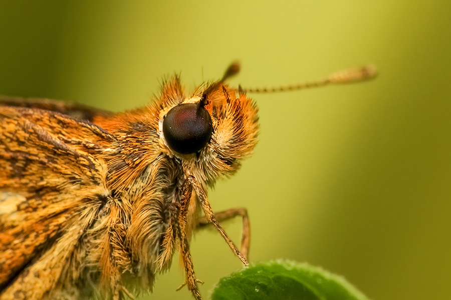 Skipper Butterflies-Moths - d'Grafer
