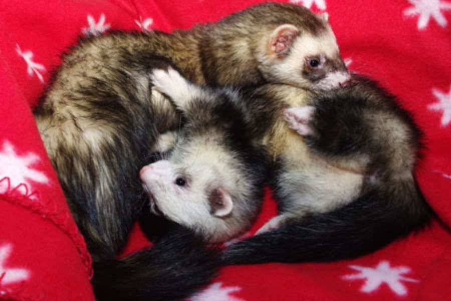 Ferrets as pets. They're cute they are. Instructions for future owners ...