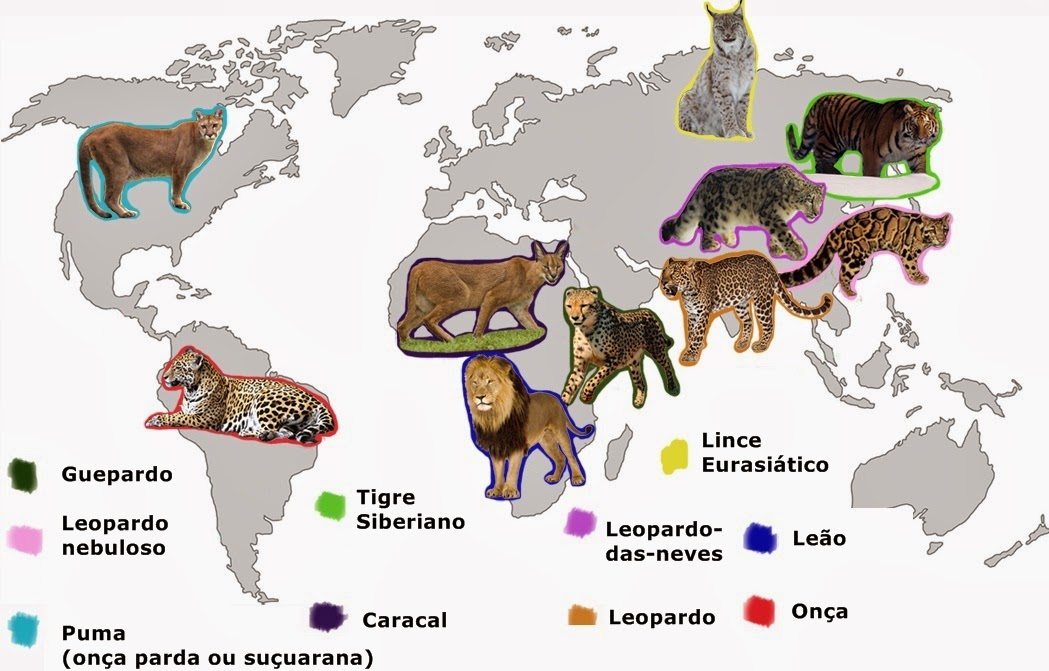 Felinos: FELINOS