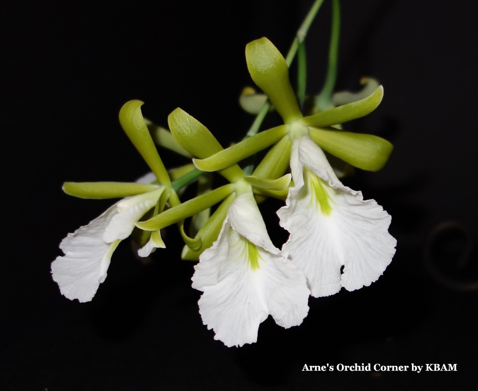 Arne's Orchid Corner: Orchid of the day: Prosthechea mariae, formerly ...