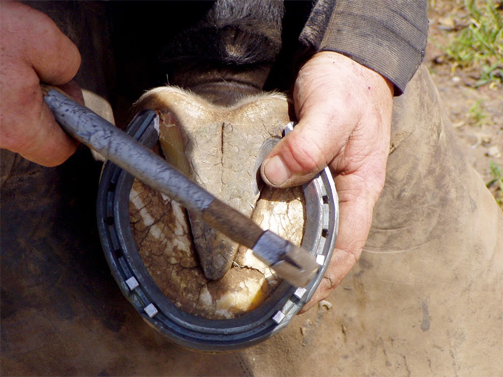 Horse Life and Love: All About .... The Hot Shoeing Process