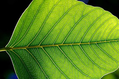 Science Creation: Harvard chemists design a ‘bionic leaf’ that can make ...