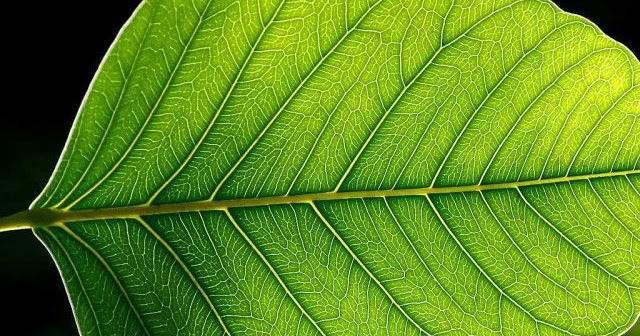 Science Creation: Harvard chemists design a ‘bionic leaf’ that can make ...