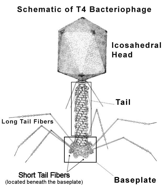 Vicadeworks Draw And Label A T4 Bacteriophage