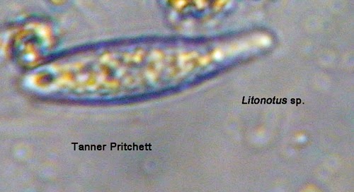 Tanner Pritchett Botany