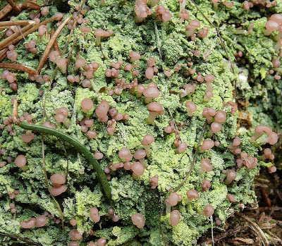 Variety of Life: Baeomycetaceae