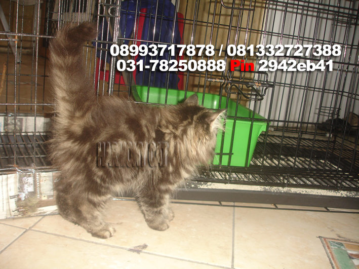 Hamster Dan Kucing Persia Murah Surabaya: DI JUAL KUCING JANTAN TABBY ...