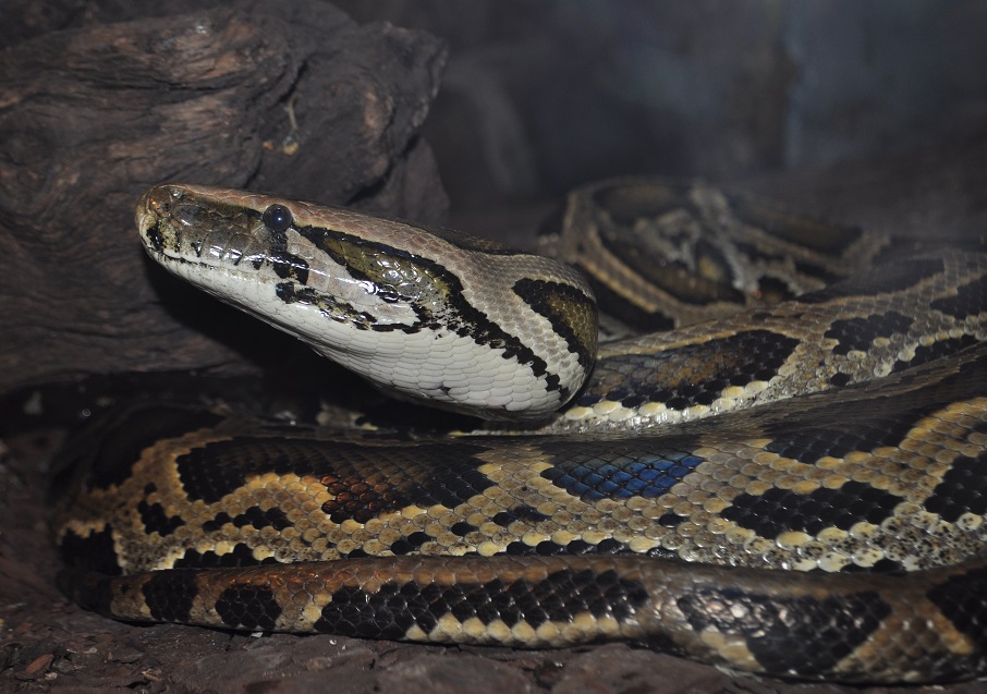 ZOOTOGRAFIANDO (6.057 ANIMALS): PITÓN DE BIRMANIA / BURMESE ROCK PYTHON ...