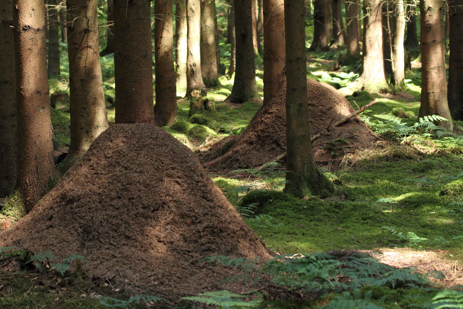 Forest of Dean Wildlife & Nature Diary: Wildlife Everywhere!