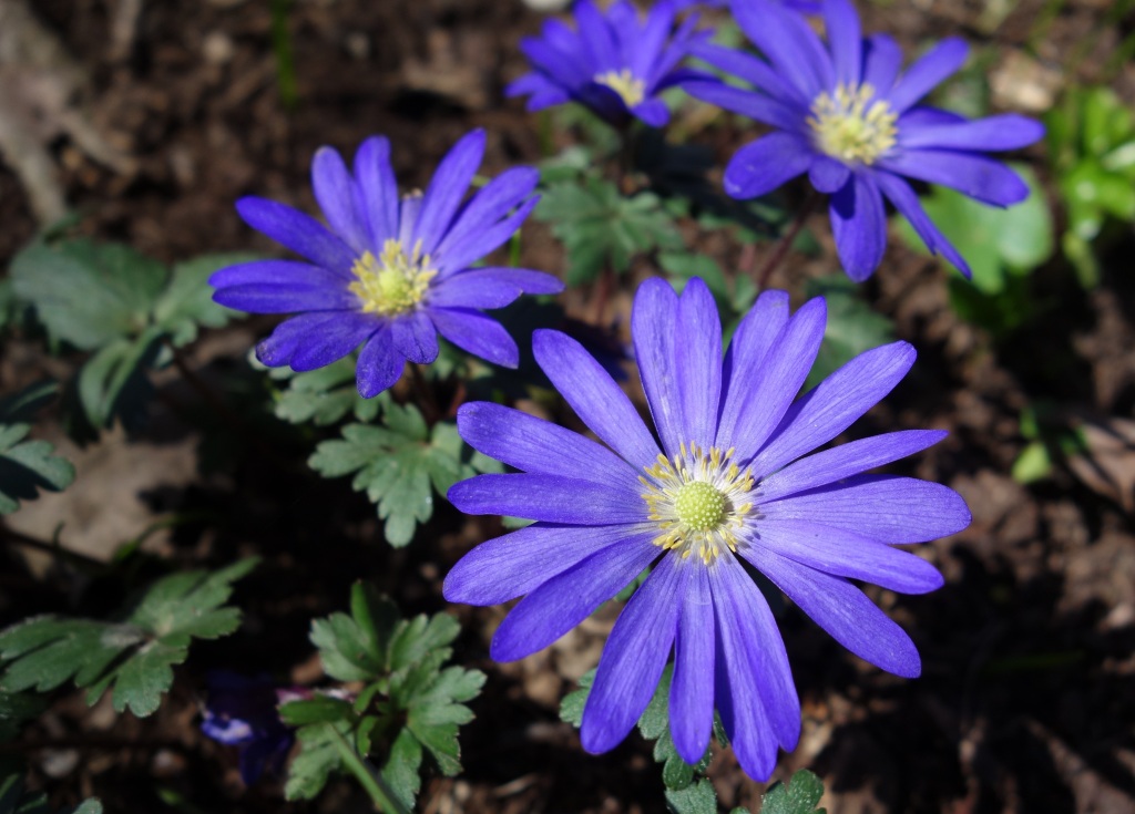 మధుర చిత్రాలు: Spring Blooms - 8 - Grecian Windflower (Greek Anemone)