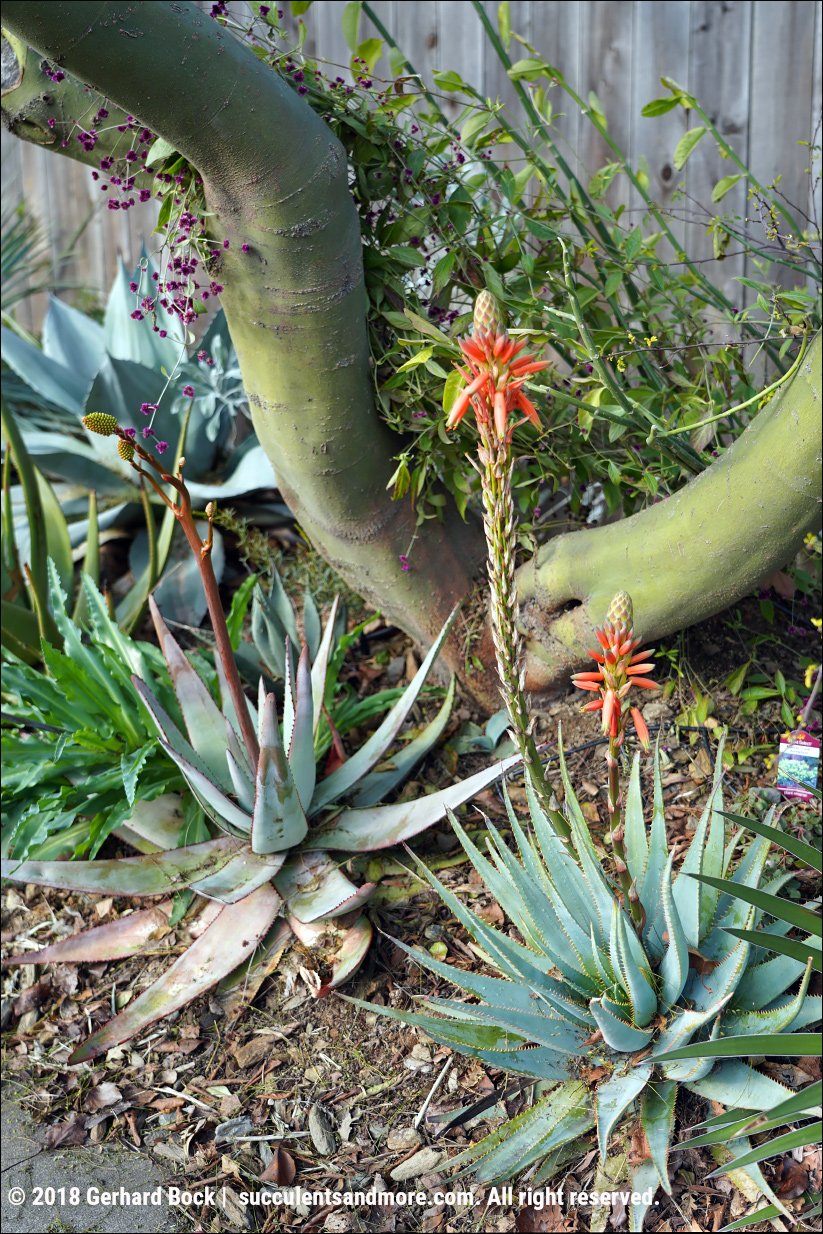 Aloe Spectabilis