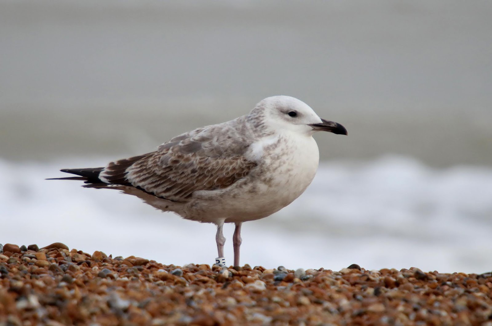 Dungeness Bird Observatory : 5th Dec