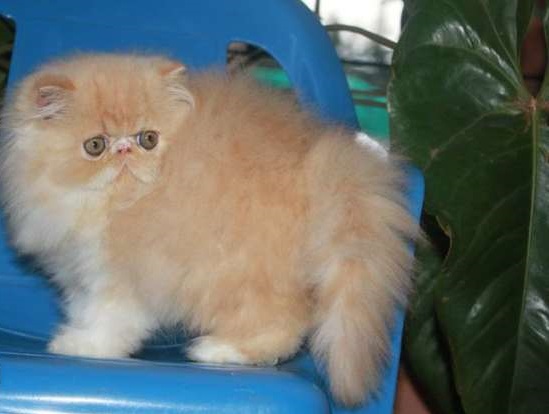 Harga 1.500.000 SUDAH TERJUL