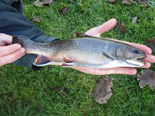 Soortenjager: Een bijzondere forellenvijver