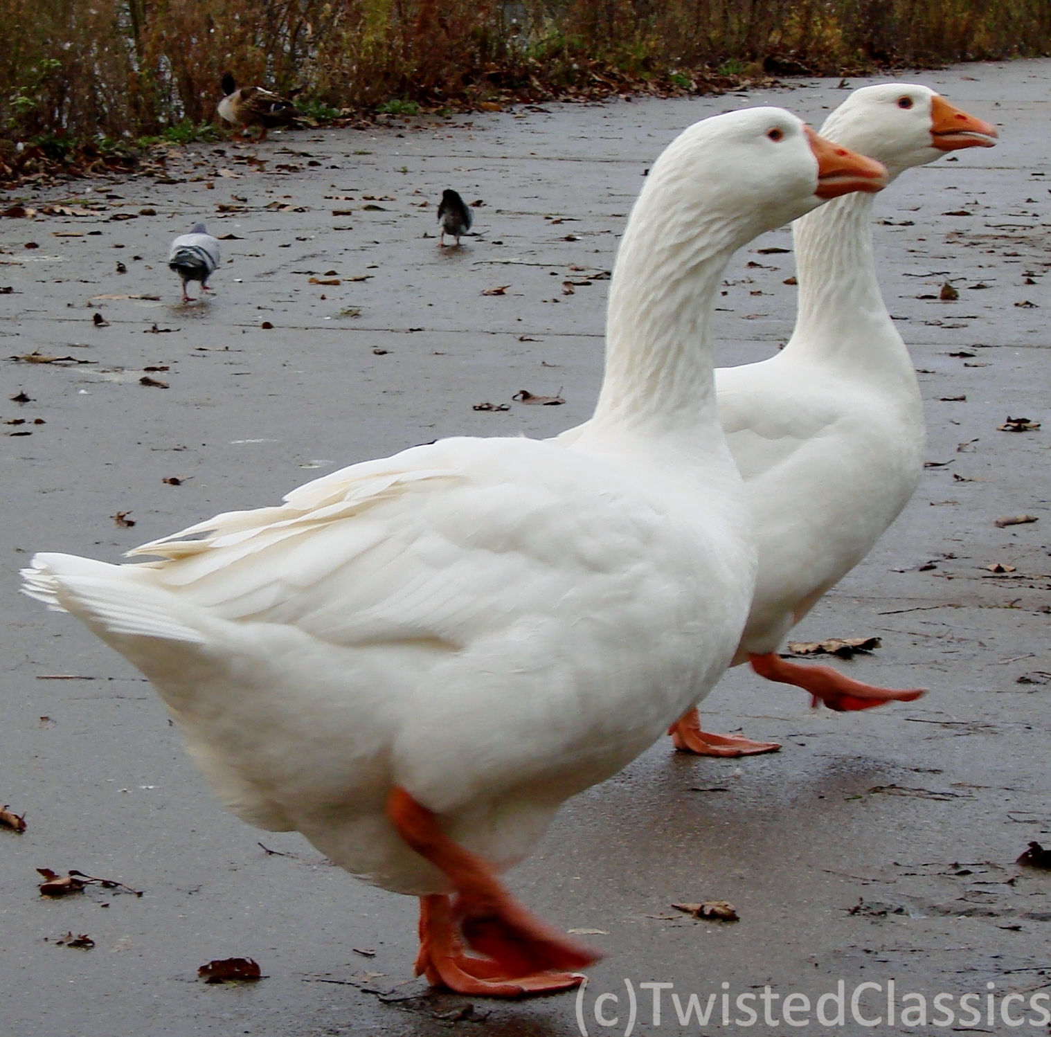 Birds and wildlife: Toulouse geese in Exeter