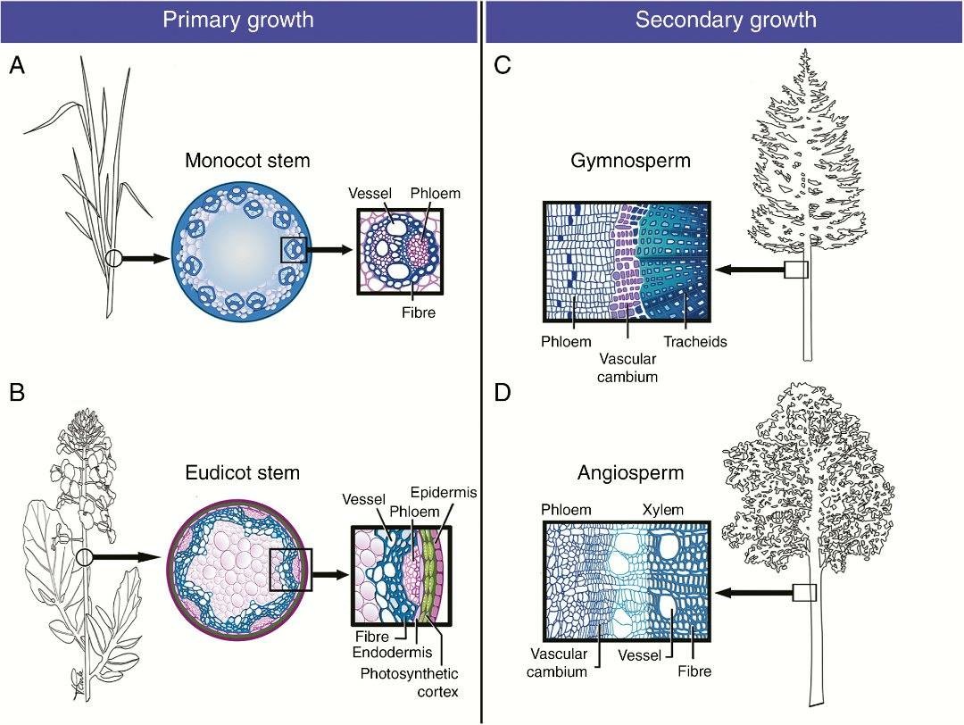 植物的一次生長與二次生長 primary growth, secondary grow, | 樹沃客樹藝