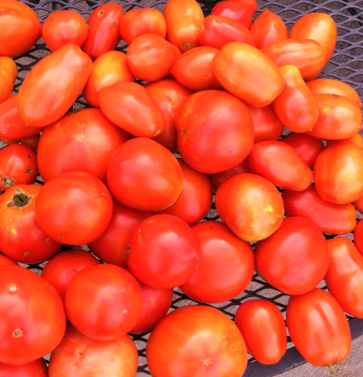 bonbons & biscotti: Mom's Tomato Sauce