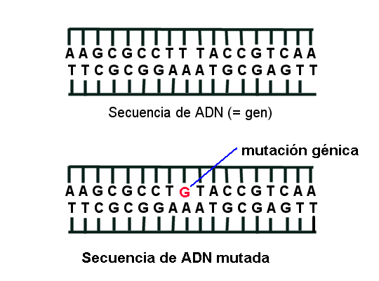 Mutaciones Daño o Beneficio LAG-RS