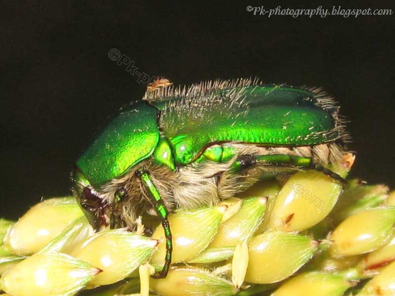 Green Metallic Beetle | Nature, Cultural, and Travel Photography Blog