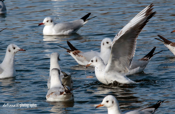 Photographis: The Cinematic Orchestra - Arrival of the Birds