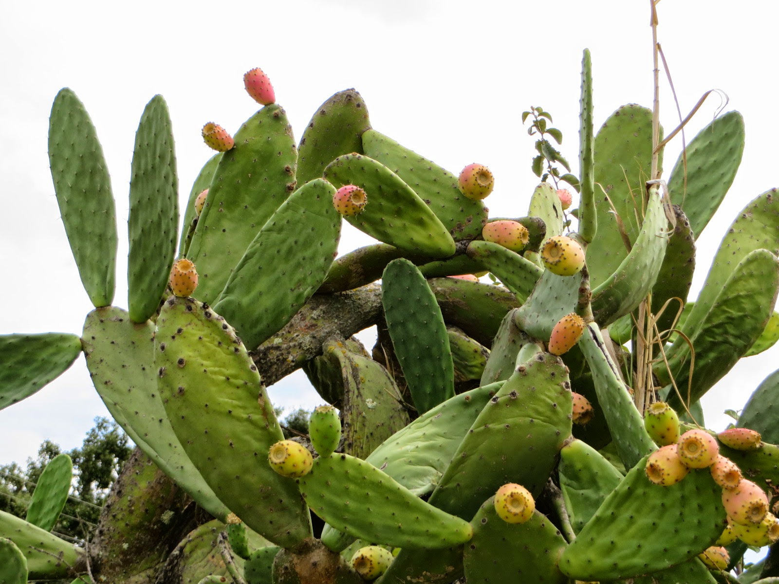 O melhor Alentejo do Mundo: Figos da India