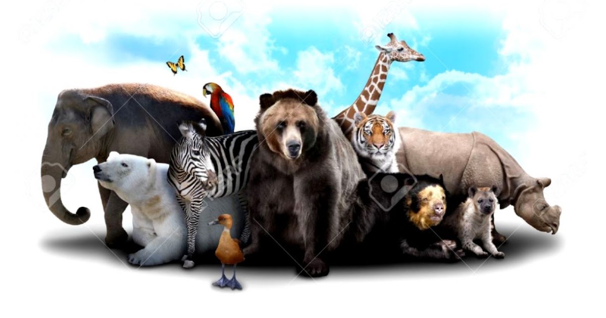 Zoo Animals Collage | Wallpapers Gallery