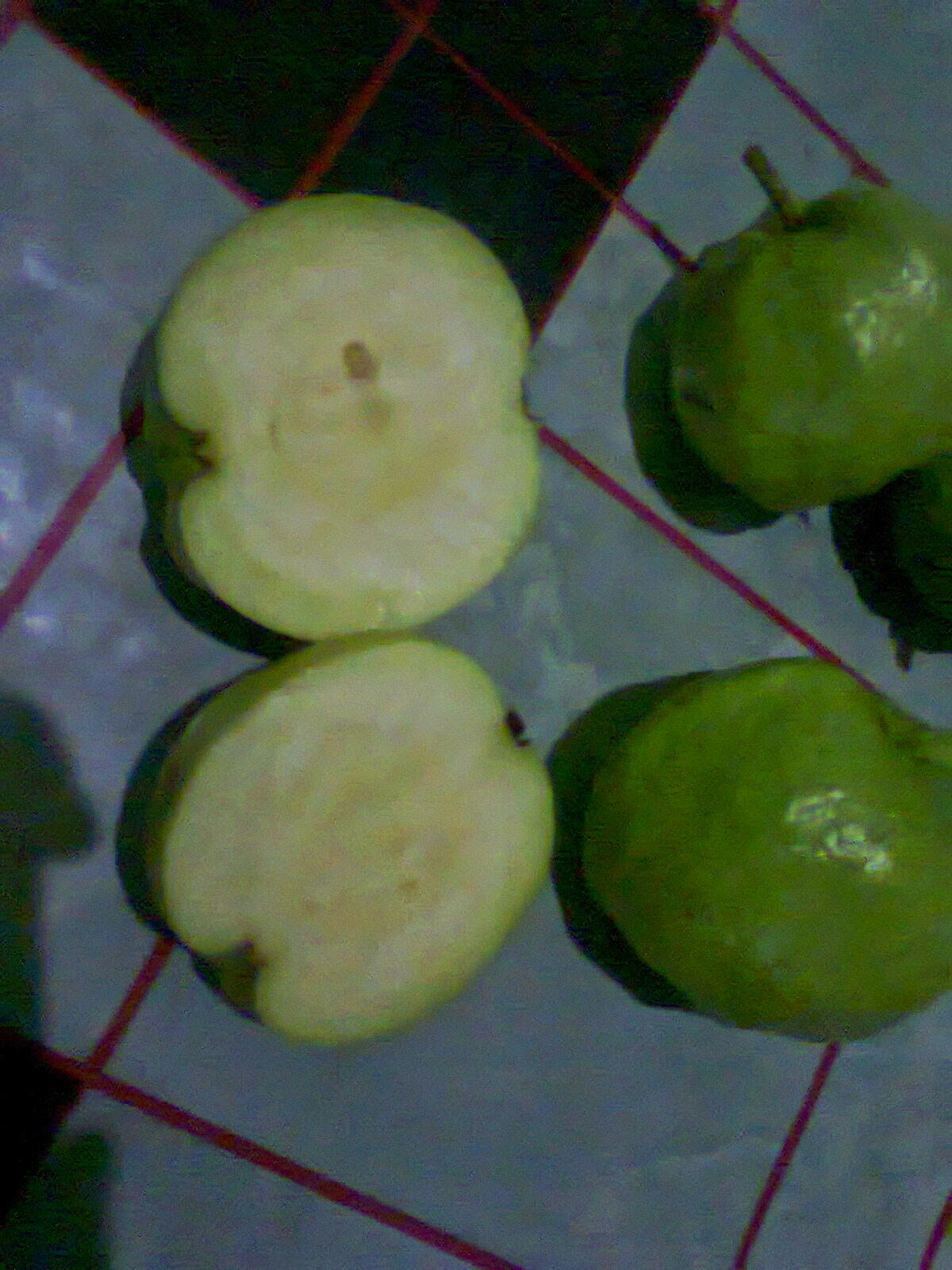 Mari berkebun: Jambu kristal (Jambu Rasa Pir)