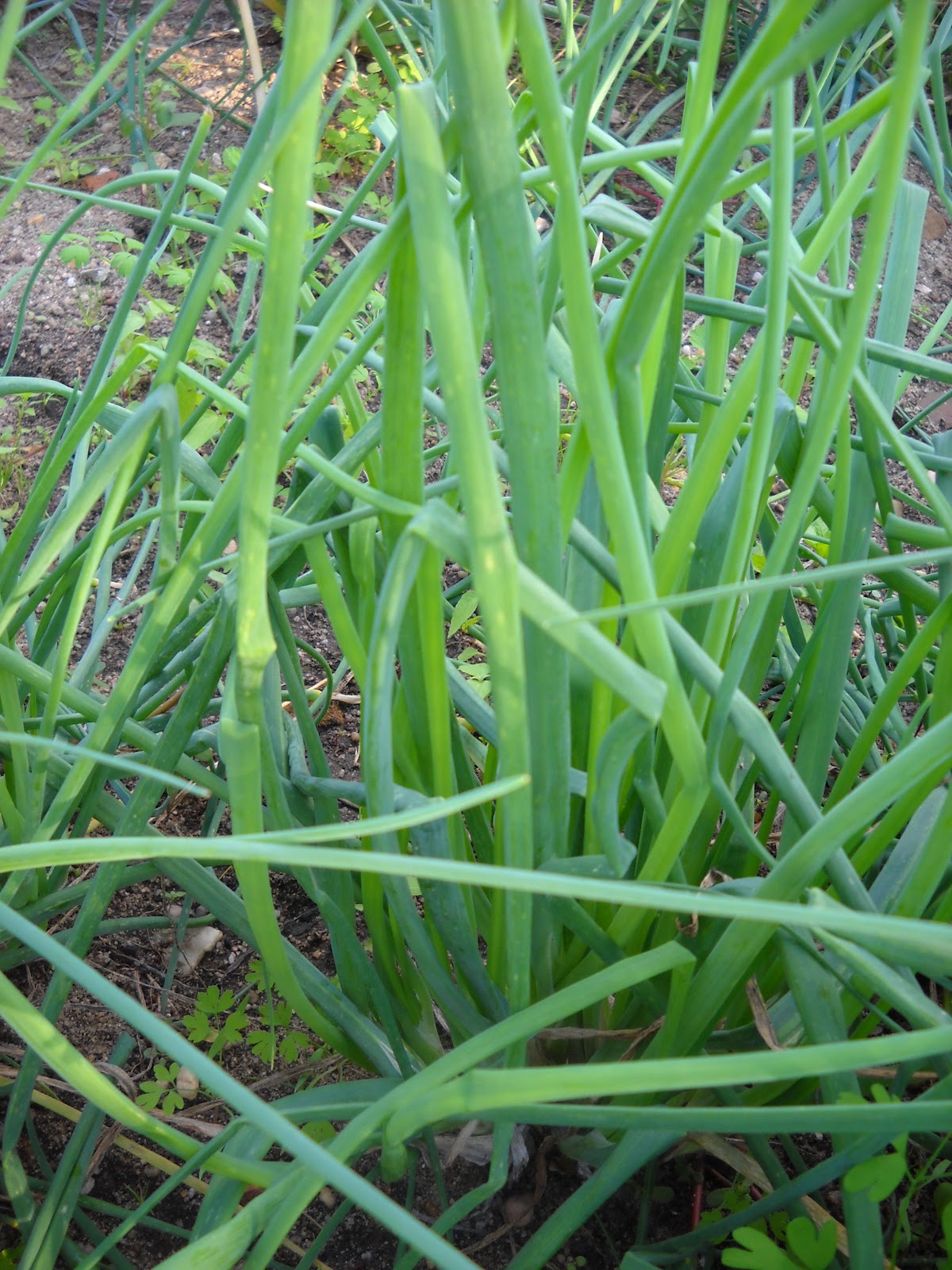 HORTA À PORTA: ALLIUM SCHOENOPRASUM (CEBOLINHO)