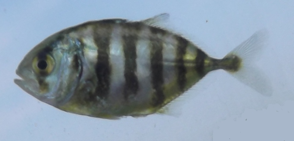 2012 Fish Big Year: Nice Fish Today- Crevalle Jack