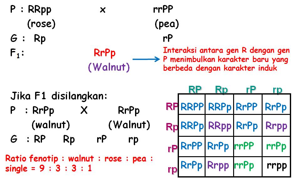 j'adore biology: Pewarisan Sifat