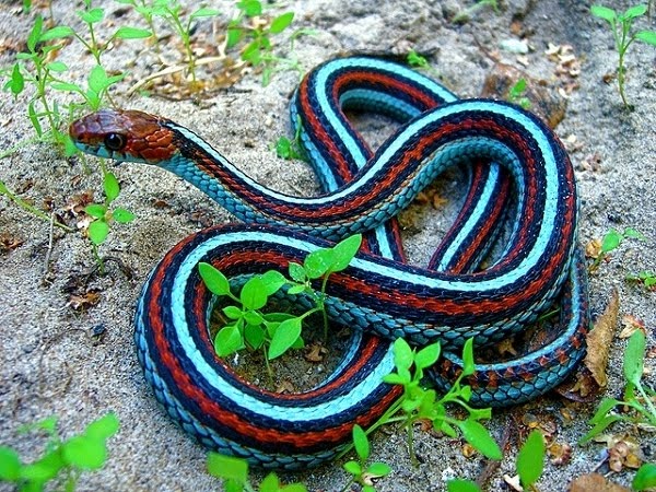 Animal pictures: 8 Oddly colored animals | Amazing Creatures