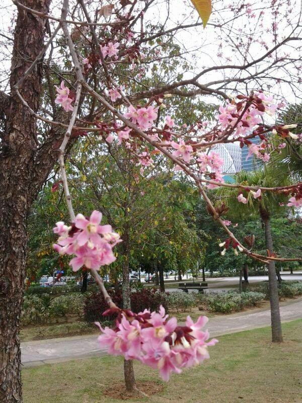 (GAMBAR) Keindahan Musim Bunga Sakura di Putrajaya, Musim Bunga Diluar ...