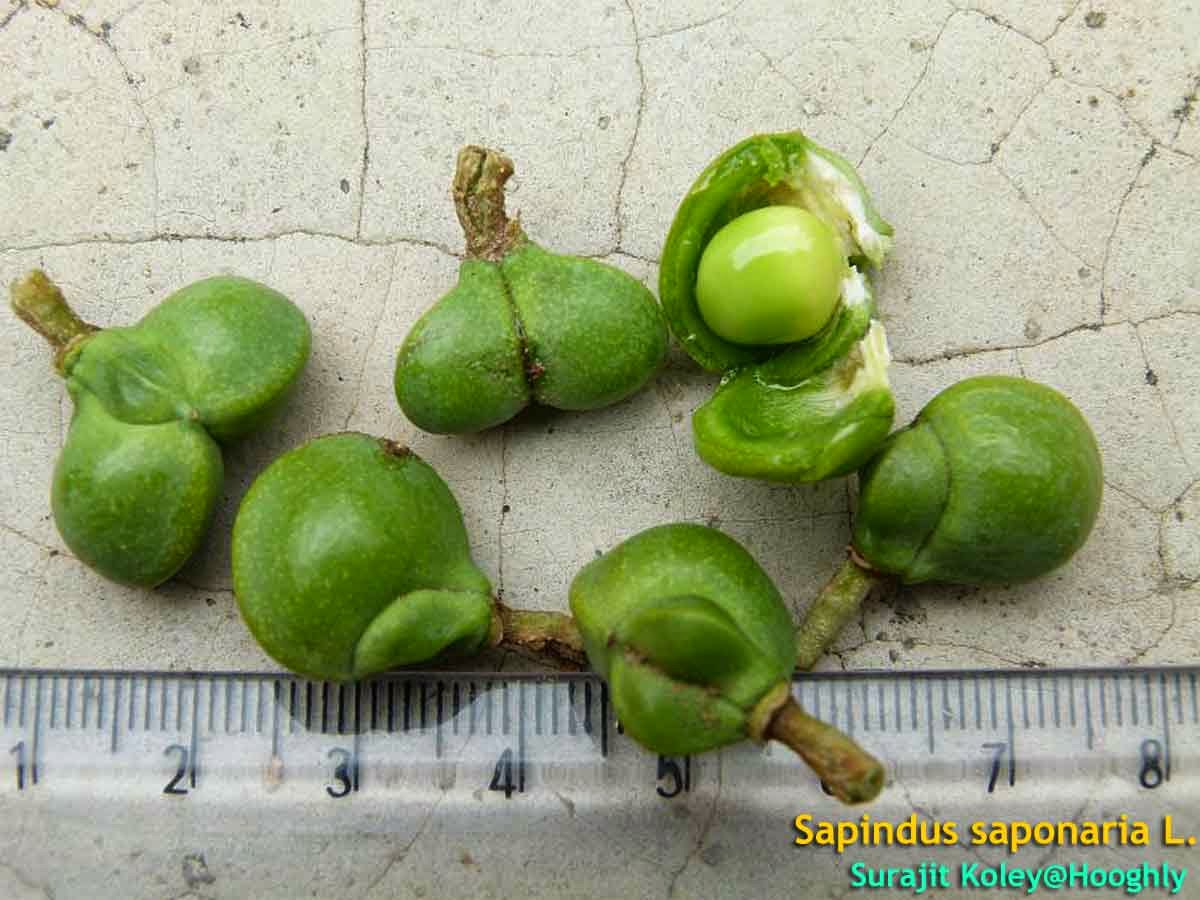 Medicinal Plants: Sapindus saponaria, Wingleaf Soapberry, Fruta-de ...