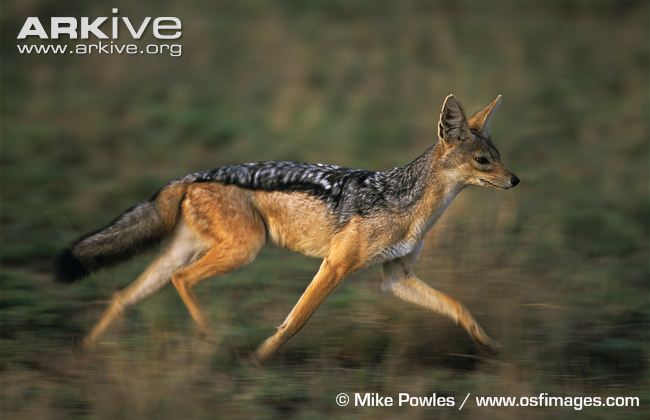 GW Human Evolutionary Genetics : African jackal phylogeny and ...