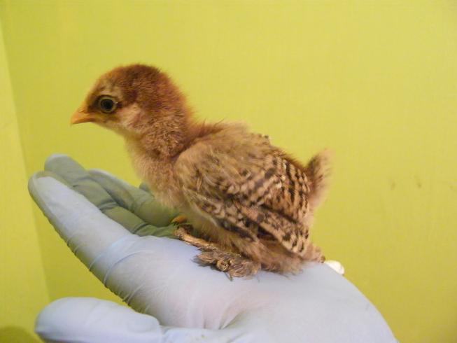 2012 Hatching Eggs | Reptile Forums