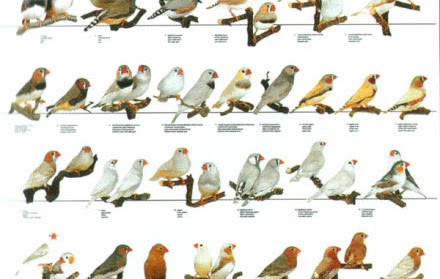 Finches Varieties