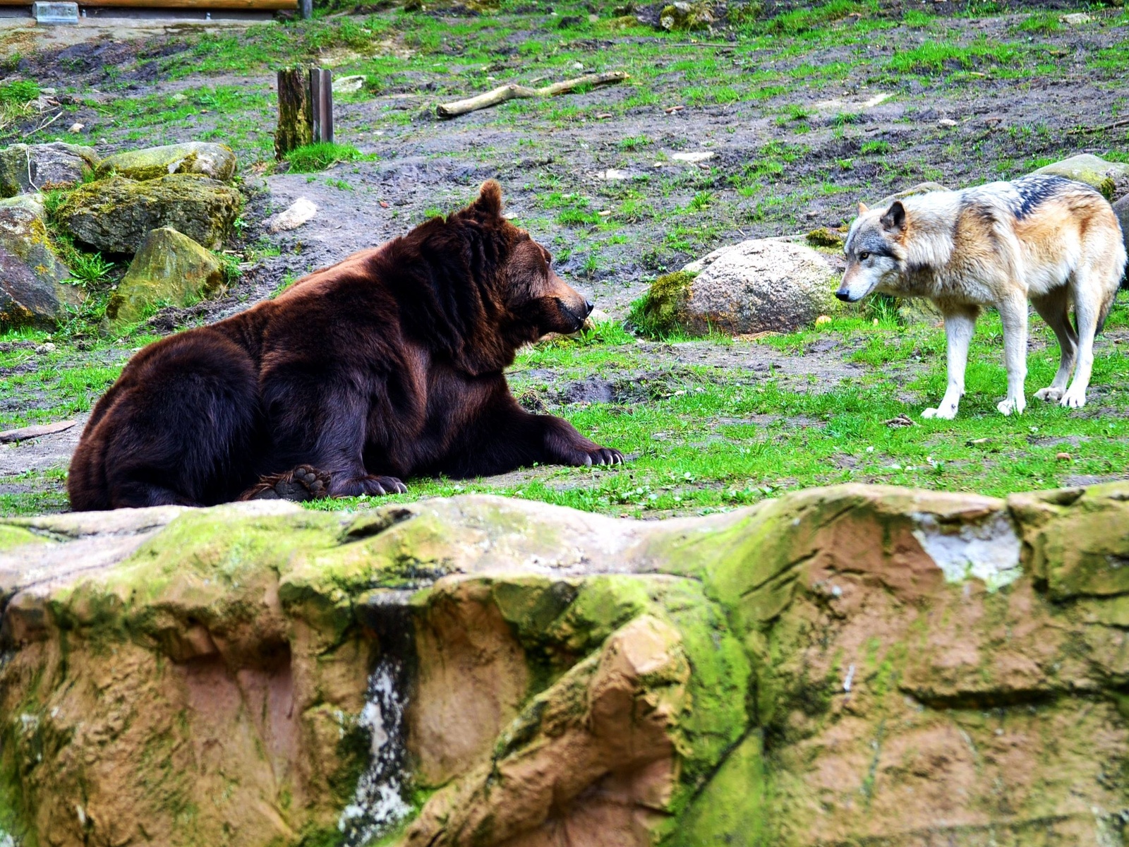 Fotografías de feroces lobos en campo natural