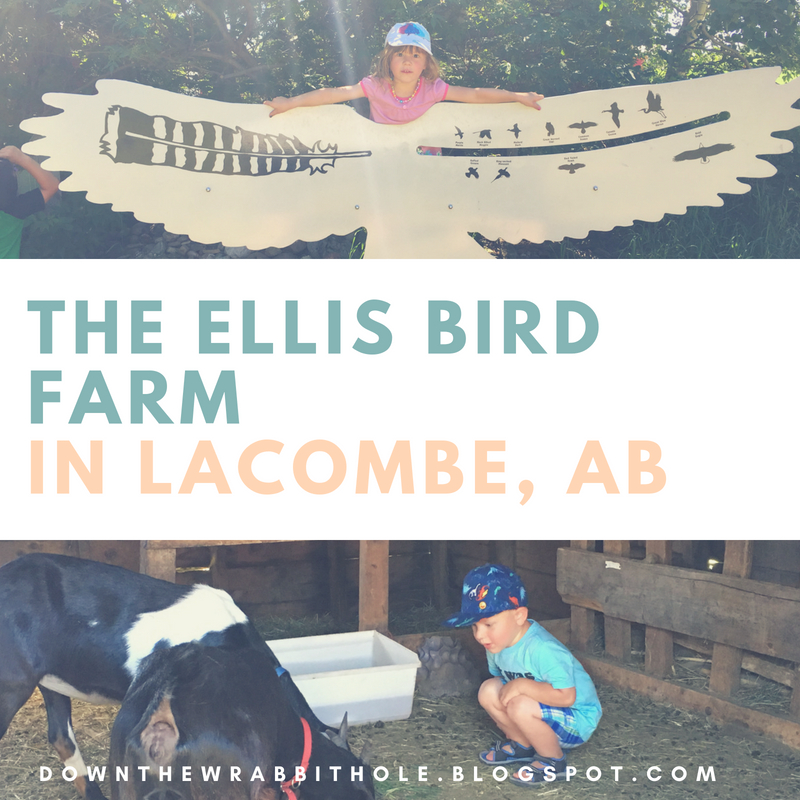 Down the Wrabbit Hole - The Travel Bucket List: The Ellis Bird Farm in ...