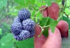 By Garden: GERMINACION DE SEMILLAS DE FRAMBUESA