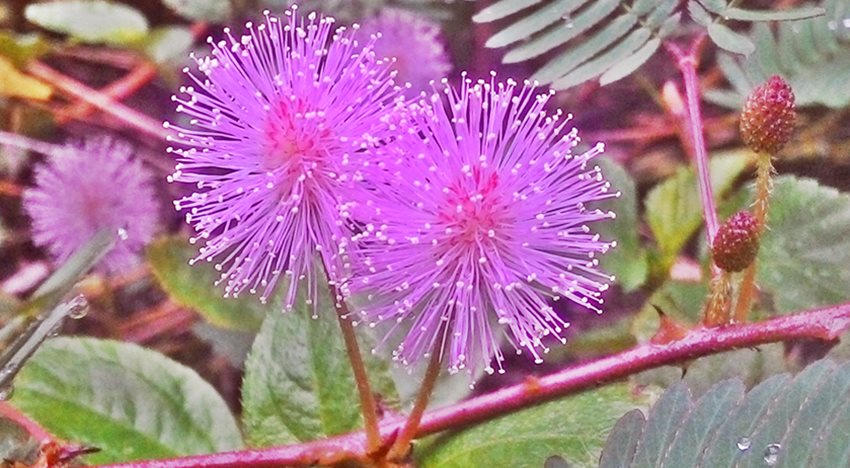 Keindahan Bunga-Bunga Rumput Liar