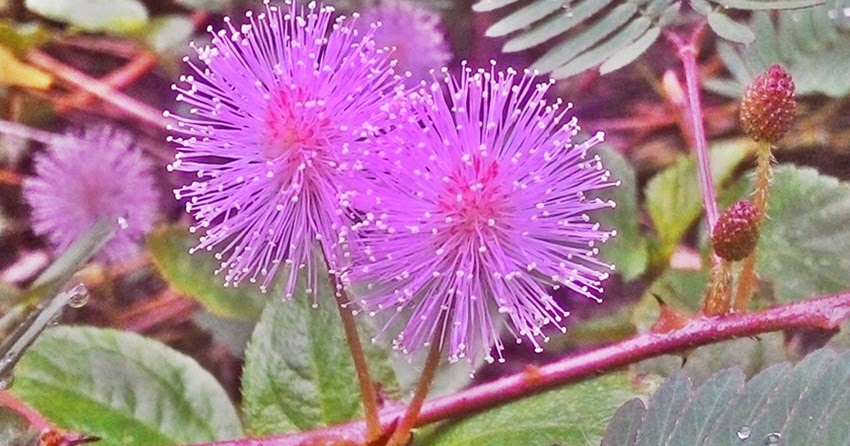 Keindahan Bunga-Bunga Rumput Liar