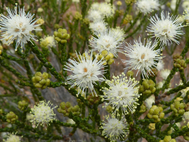 Bushranger: Kulliparu Conservation Park