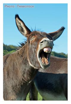 Heartstrings: The Braying Donkey