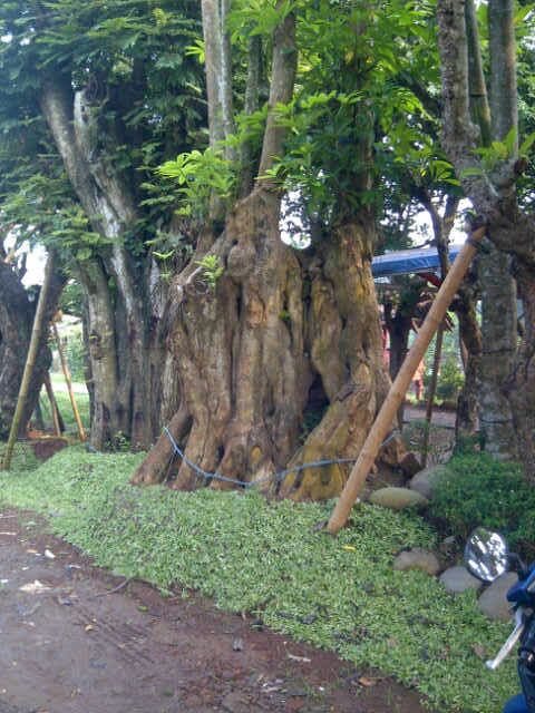 Bonsai Pohon Pulai ~ Arya Flower Landscape