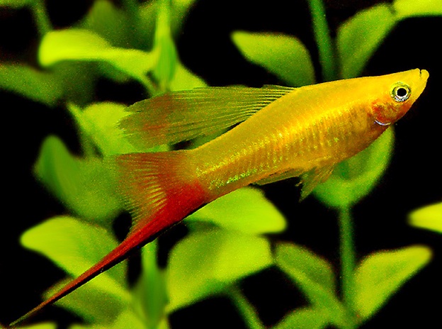 Jenis Ikan Hias Swordtail - Akuarium Ikan Hias