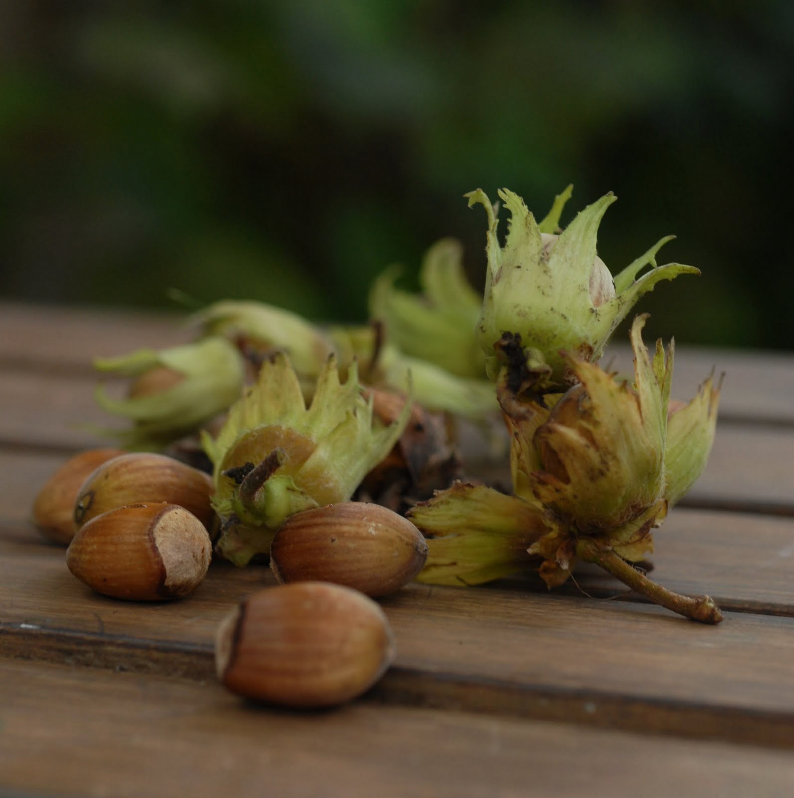 Sue's garden: September 2011