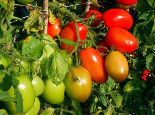 Seminte si plante de gradina hobby: Tomate Rio Grande